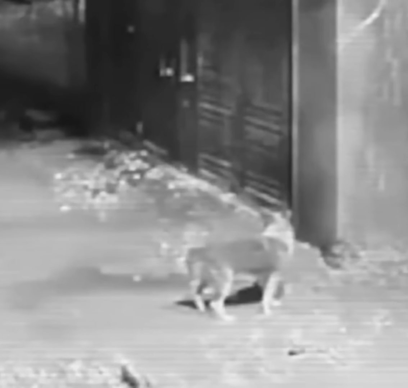 IMPACTANTE PERRO HUYE DE UN FANTASMA – Misterios Ocultos